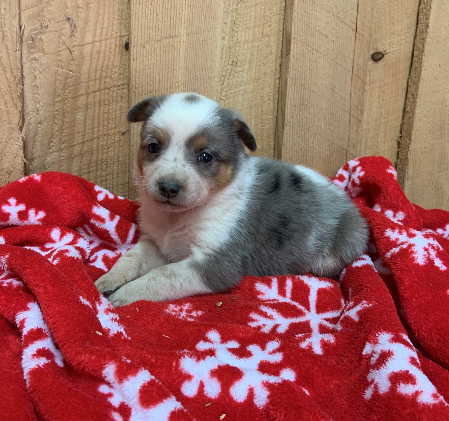 Hank - Wind Over Hill Puppies